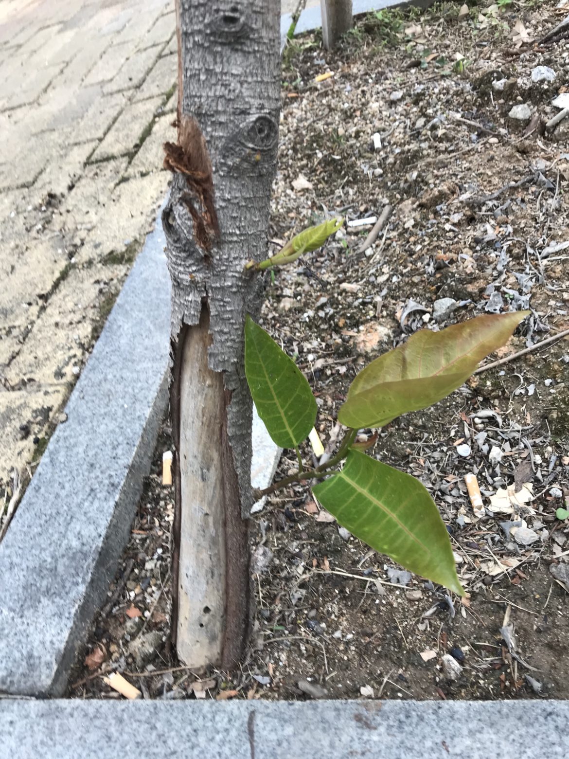 The Most Inspiring Stick in the World - Badminton Becky